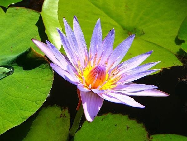 Blue Lily Healing Flower Code (Nymphaea Caerulea) 30ml / 15ml ...